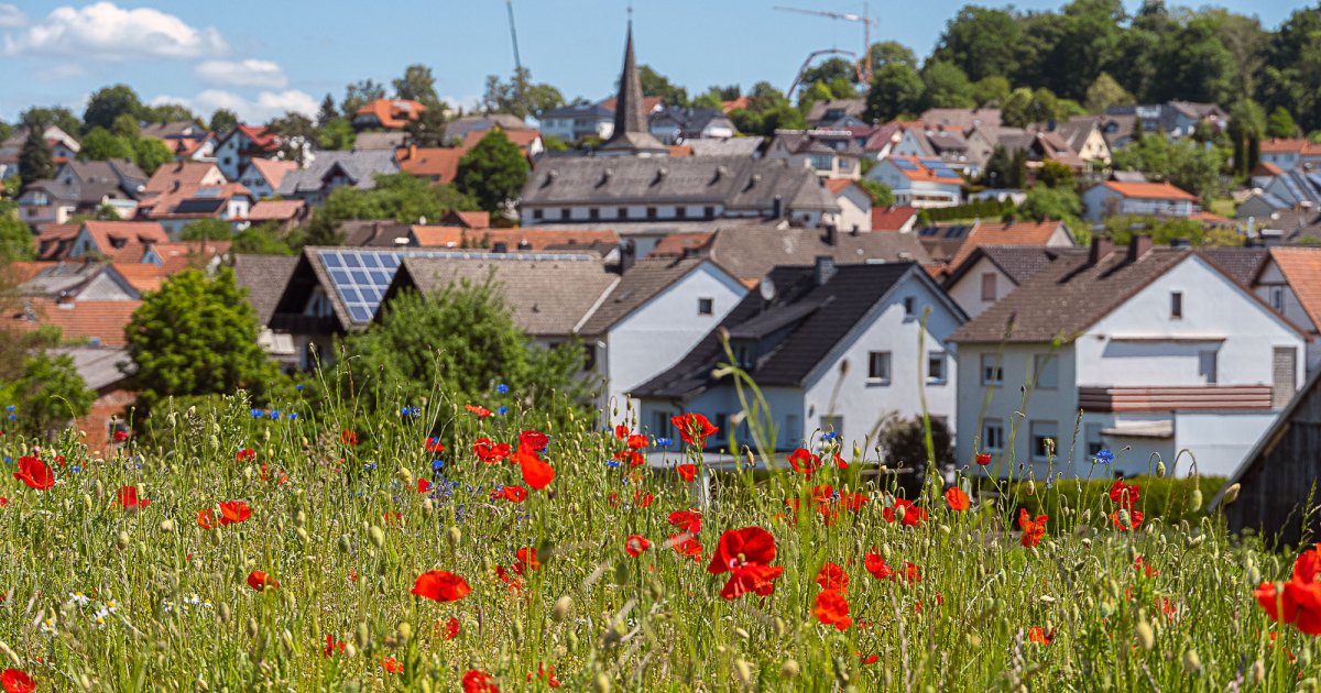 Neuhof wird bunt: Kostenlose Blumensamen im Bürgerbüro erhältlich ...