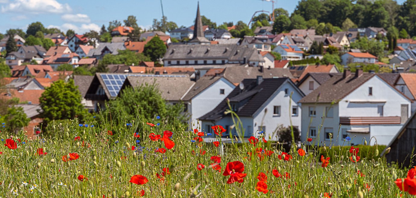 Neuhof wird bunt: Kostenlose Blumensamen im Bürgerbüro erhältlich ...