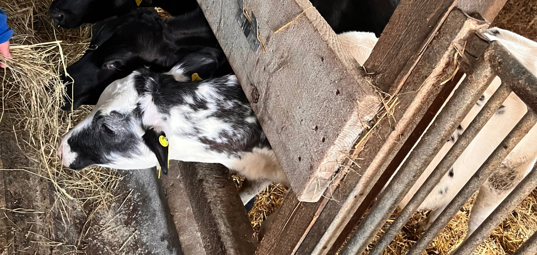 "In der Zwickmühle": Kita Giesel macht Ausflug zum Bauernhof | Gemeinde Neuhof